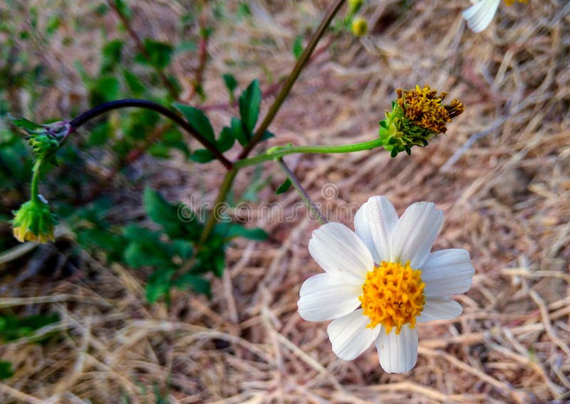Woolly Daisy Flowering Shrub Plant Stock Image - Image of garden ...