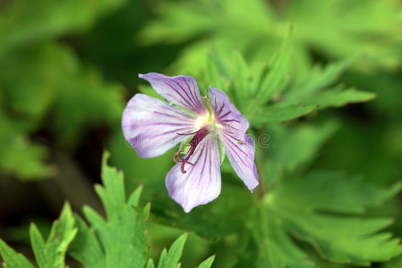 Woolly Geranium, Geranium Erianthum Stock Photo - Image of botanical ...