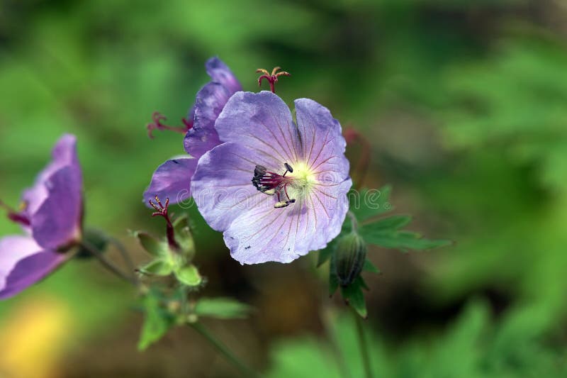 Woolly Geranium, Geranium Erianthum Stock Image - Image of spring ...