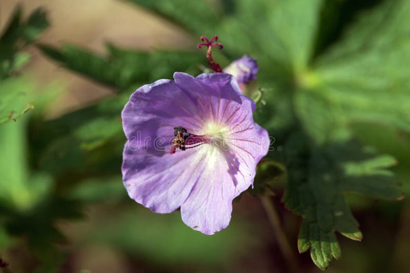 Woolly Geranium, Geranium Erianthum Stock Photo - Image of closeup ...