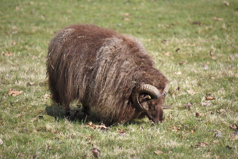 Woolly Icelandic Ram stock image. Image of unclipped - 29621867