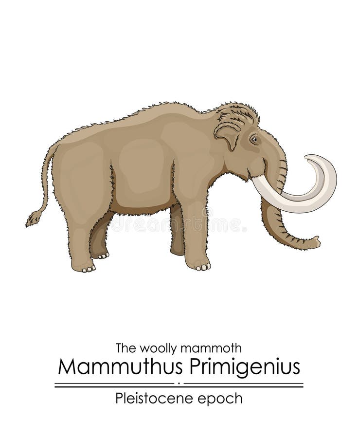 The Woolly Mammoth Mammuthus Primigenius Stock Vector - Illustration of ...