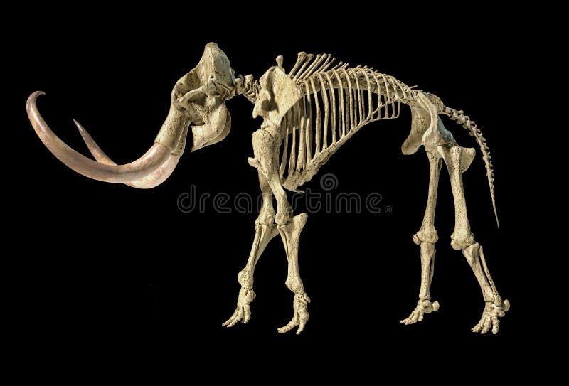 Woolly Mammoth with Skeleton, Viewed from a Side Stock Illustration ... Woolly Mammoth with Skeleton, Viewed from a Side Stock Illustration ...