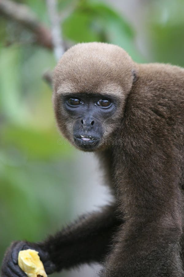 Woolly Monkey in Amazon stock photo. Image of monkey - 27244328