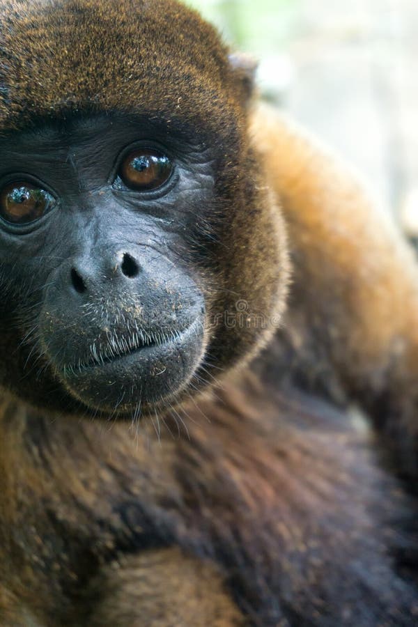 Woolly Monkey Closeup stock image. Image of peru, young - 89912473