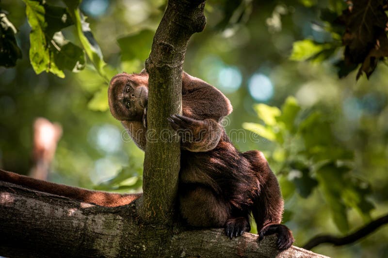 Woolly Monkey on a Forest Tree Stock Image - Image of tail, beautiful ...