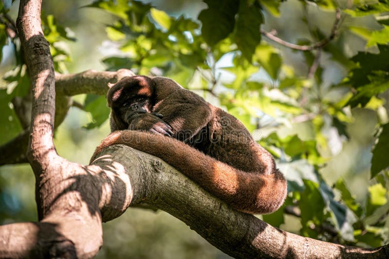Woolly Monkey on a Forest Tree Stock Photo - Image of habitat, wildlife ...