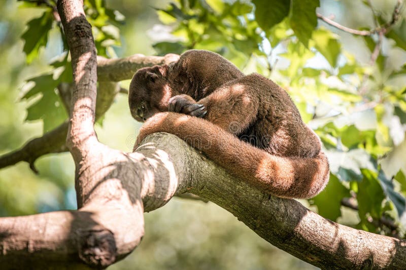 Woolly Monkey on a Forest Tree Stock Image - Image of face, creature ...