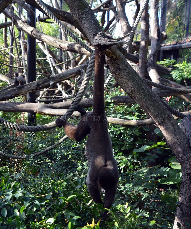 A Woolly Monkey in the Peruvian Rain Forest. Stock Image - Image of ...
