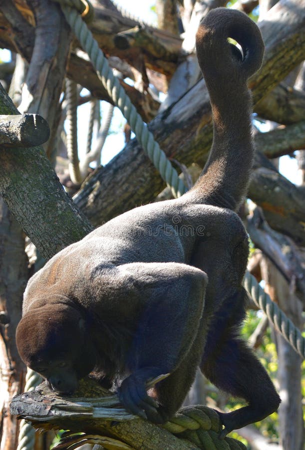 A Woolly Monkey in the Peruvian Rain Forest. Stock Photo - Image of ...