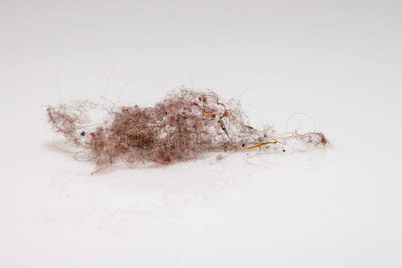 Mouse Mite Stock Photos - Free & Royalty-Free Stock Photos from Dreamstime