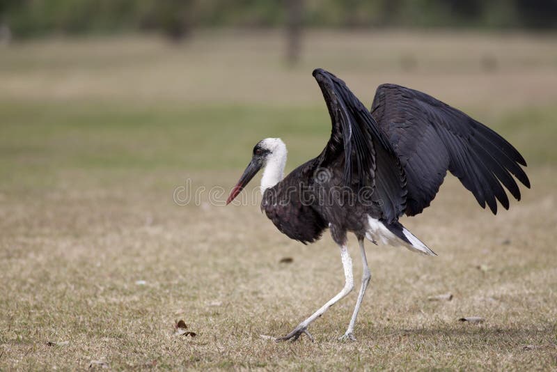 Woolly neck stork stock photo. Image of aquatic, stork - 35757616