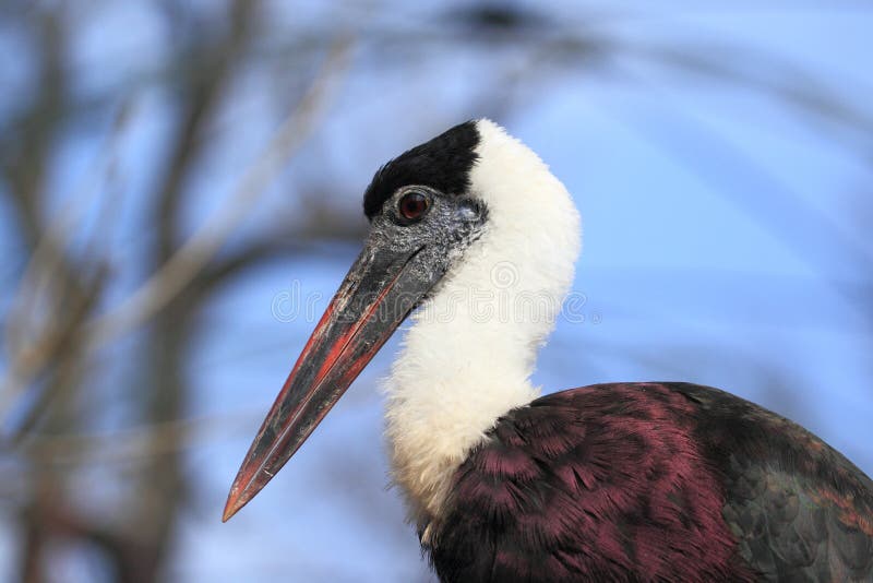 Woolly-necked stork stock photo. Image of necked, large - 28810702