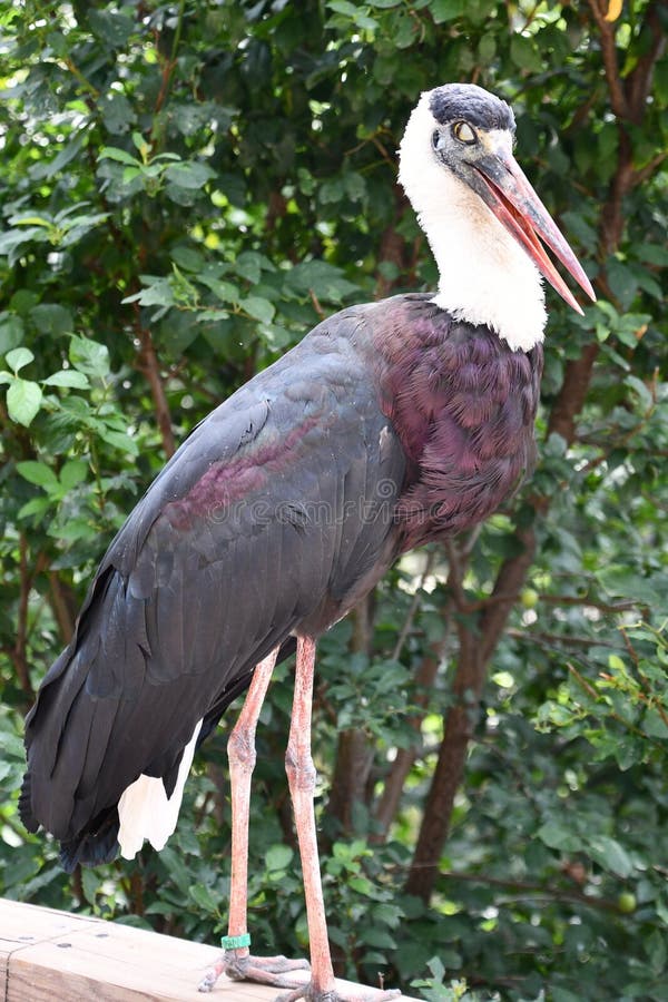 A Woolly Necked Stork Bird stock image. Image of flight - 306701599
