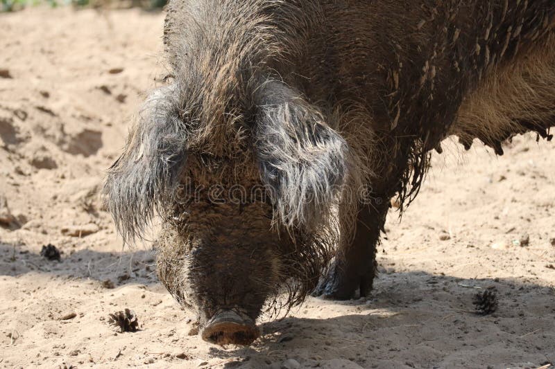 Wooly pig after Mud bath stock photo. Image of cooling - 284091892