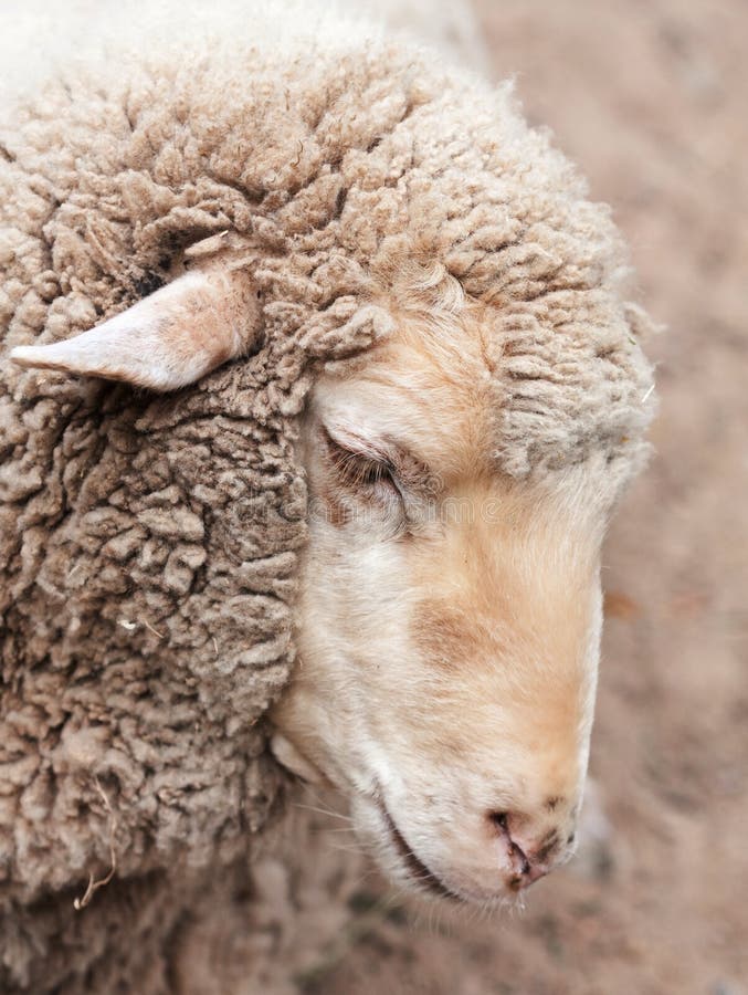 Woolly sheep in zoo stock image. Image of countryside - 54457399
