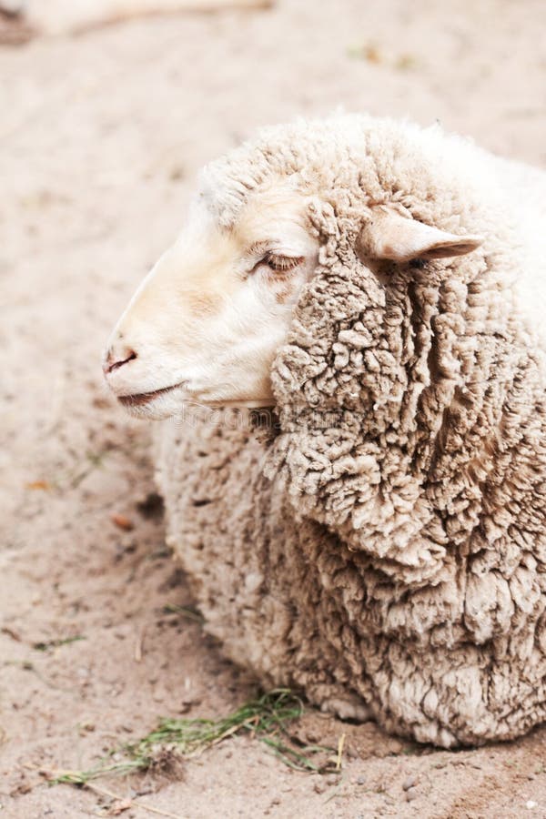 Woolly sheep in zoo stock image. Image of animal, fleece - 96929641