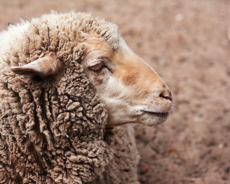 Woolly sheep in zoo stock photo. Image of wool, mammal - 138009296