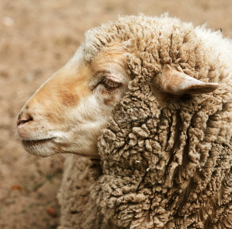 Fat woolly sheep stock image. Image of mutton, mammal - 26373241