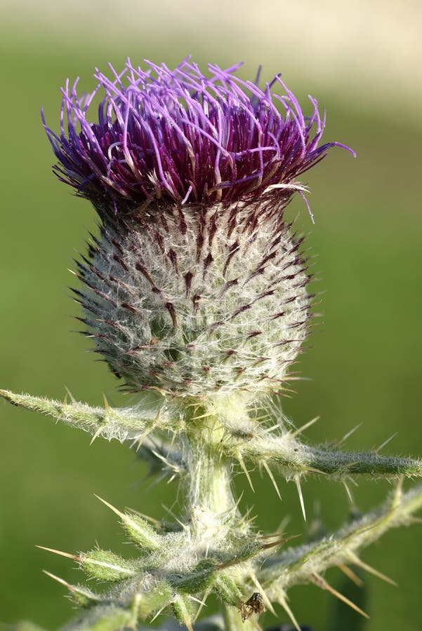 Woolly Thistle - Cirsium Eriophorum, with Red-Tailed Bumble Bee Stock ...