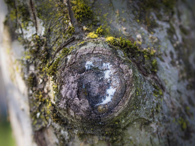 Wooly Aphids Covering Bark Around Pruning with Sooty Mold Stock Image ...