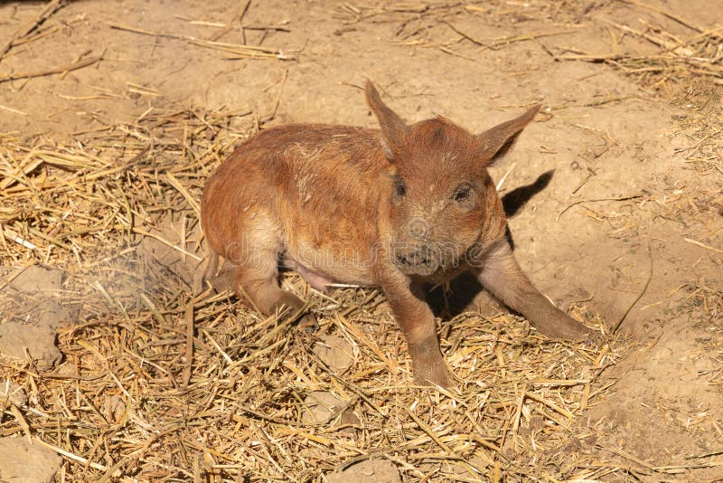 Wooly baby pigs stock image. Image of breed, meat, curly - 200453341