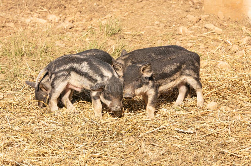 Wooly baby pigs stock image. Image of breed, bowl, domestic - 205302989