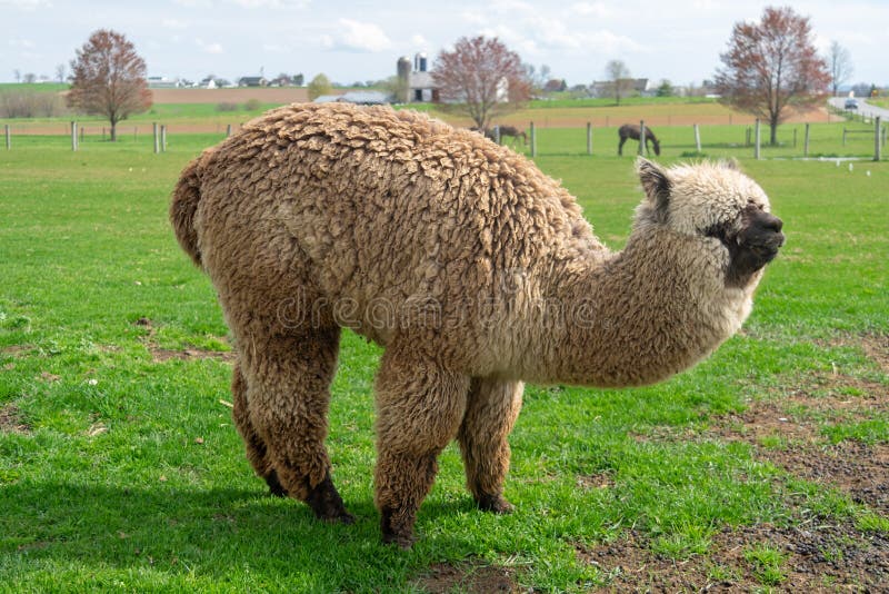 A Wooly Brown Alpaca Grazing Peacfully on a Lush Green Meadow, on an ...