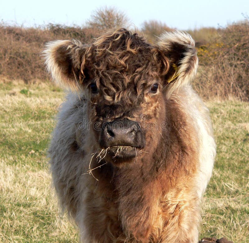 Wooly Cow stock photo. Image of nature, animal, farm, wooly - 1003082
