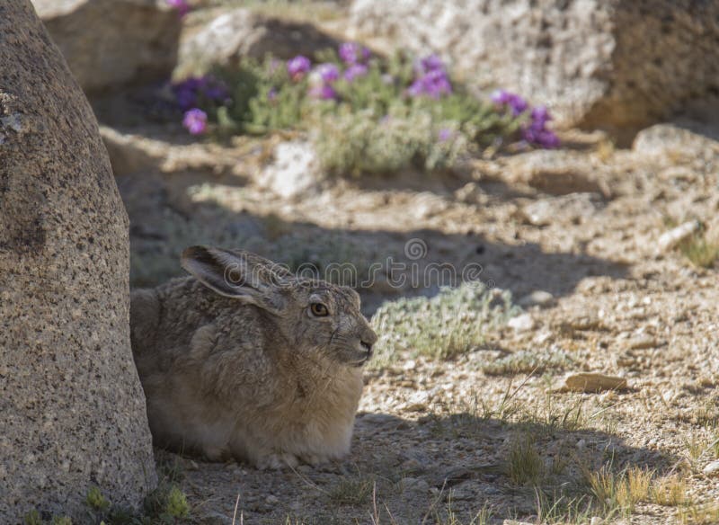 Wooly Hare Seent at Tsokar Lake Stock Photo - Image of expedition ...