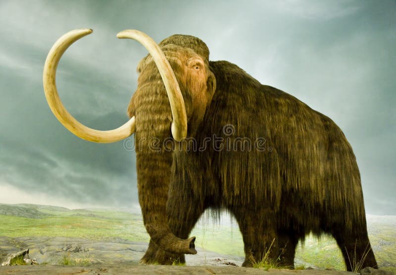 Wooly Mammoth stock photo. Image of mammoth, mammal, large - 7807070