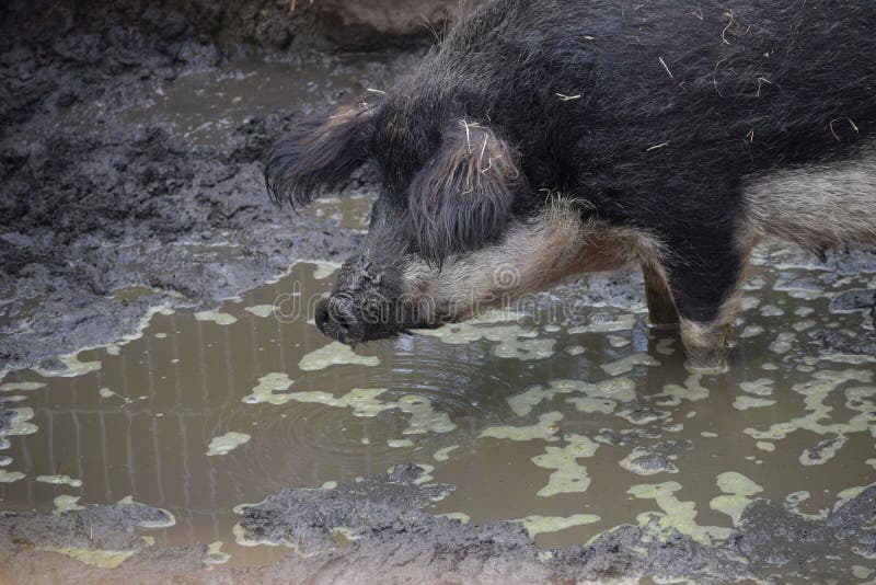 Wooly pig stock image. Image of sheep, mangalica, breeds - 230910927