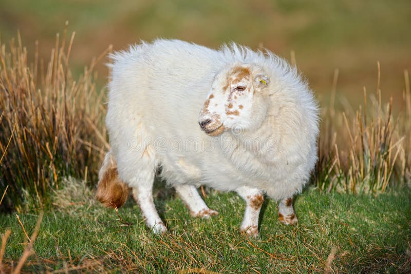 Wooly Sheep s Face stock image. Image of curly, sheep - 3391883