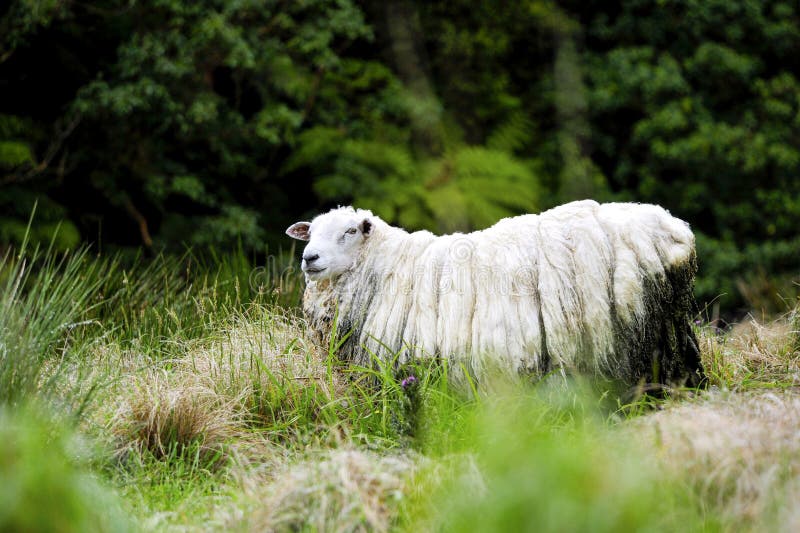 Wooly Sheep in New Zealand stock photo. Image of livestock - 29689734