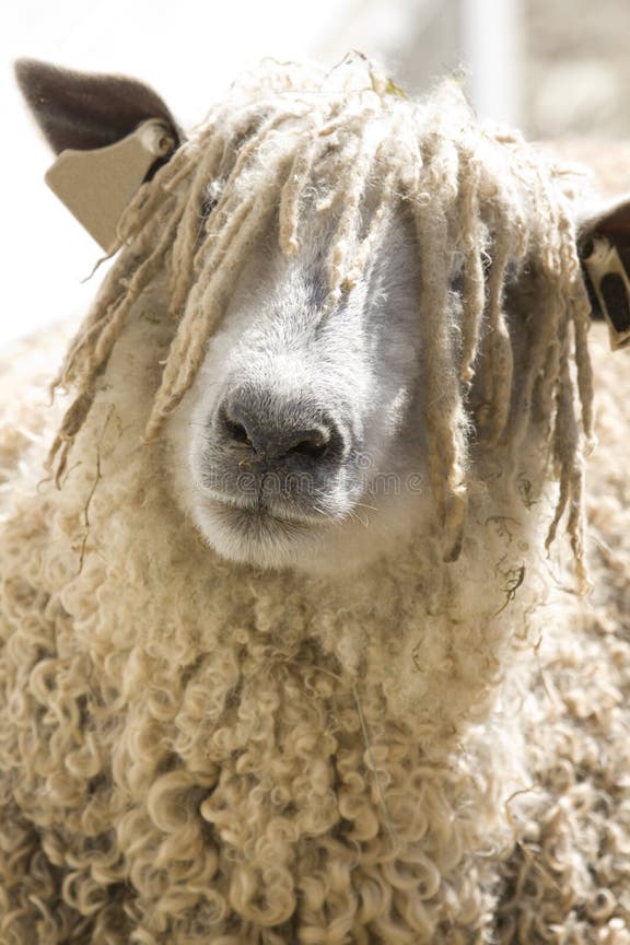 23,764 Sheep Face Stock Photos - Free & Royalty-Free Stock Photos from ...