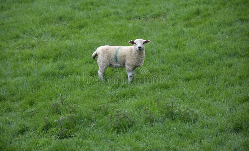 Wooly White Lamb Standing in a Field Stock Image - Image of farmanimal ...