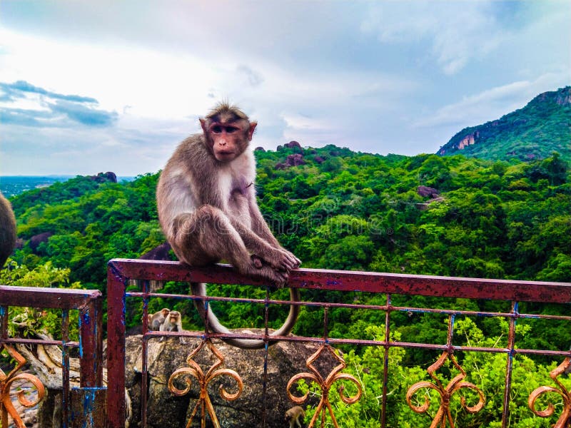 Monkey Was Cute on Mountain Top Near Papanasam Stock Photo - Image of ...