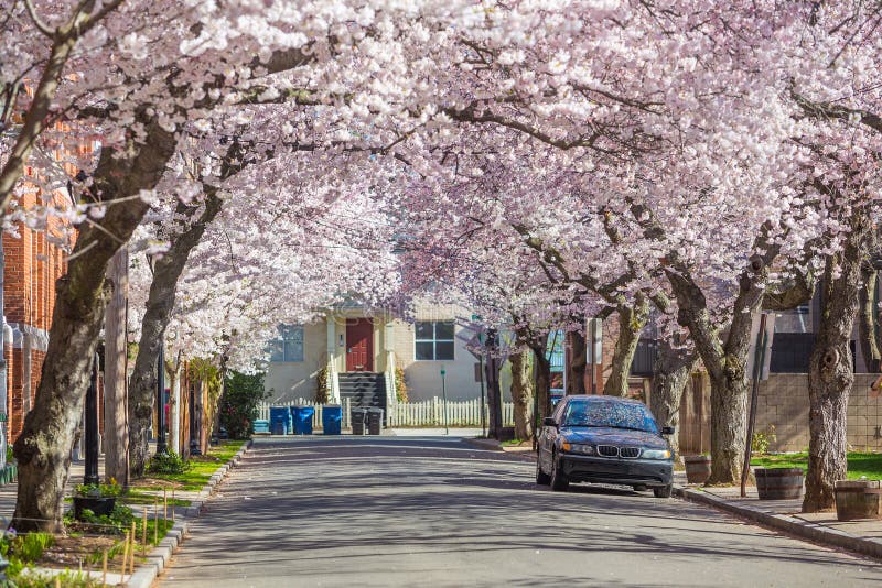 Wooster Square in New Haven Stock Image - Image of haven, league: 66573297