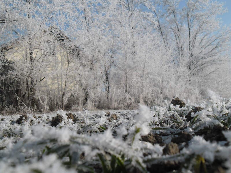 Woow stock image. Image of woods, snow, woow, grass, life - 83339973
