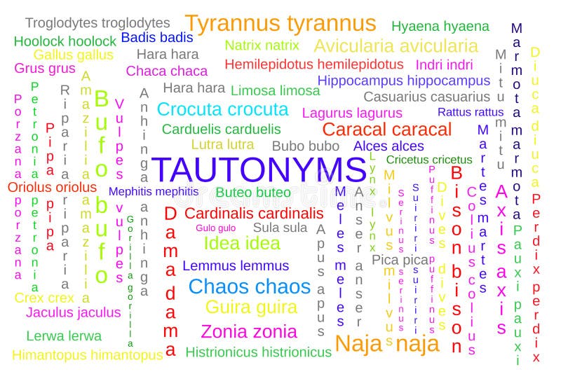 Tautonym Stock Illustrations – 1 Tautonym Stock Illustrations, Vectors ...