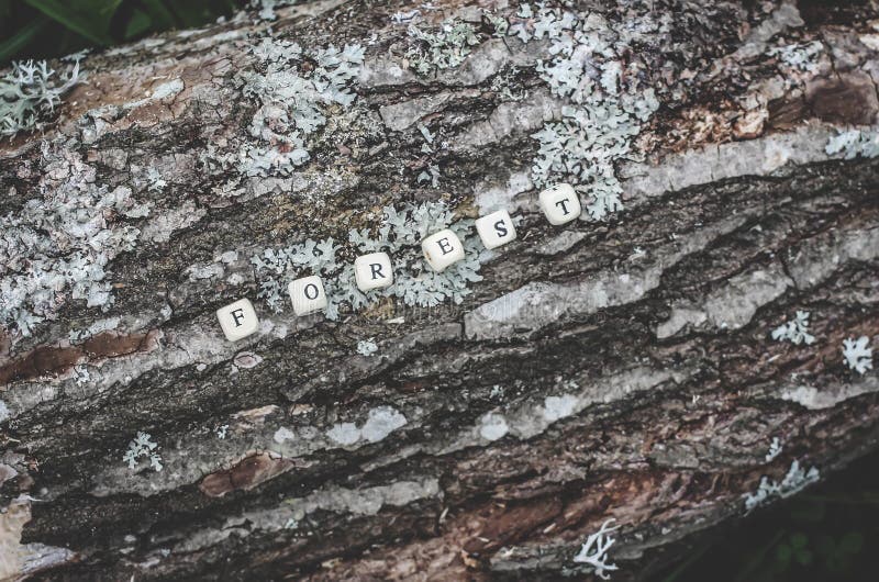 Word Forest of Wooden Beads on a Tree Bark Surface in the Forest. Stock ...