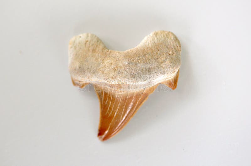 Shark Tooth Fossil stock image. Image of ‘obtained, digging - 295770009