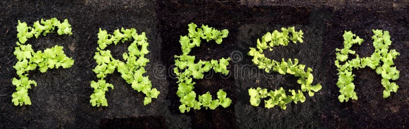 Word Fresh on Moss, Green Grass Background. Top View. Copy Space ...