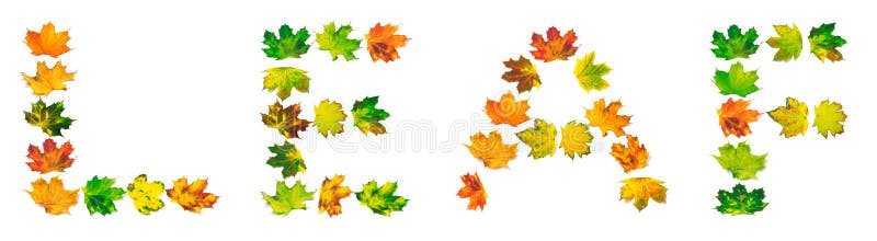 Word LEAF Composed of Autumn Maple Leafs Stock Photo - Image of plant ...
