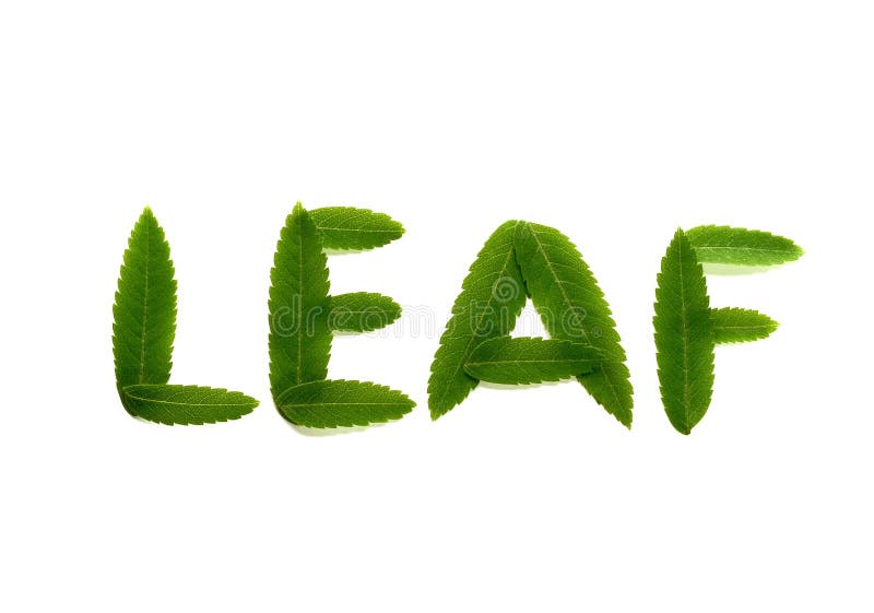 Word Leaf Made of Green Rowan Leaves on the White Background Stock ...