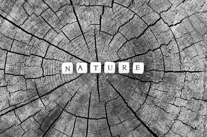 Word Nature of Alphabet Beads on a Tree Stump Surface in the Forest ...