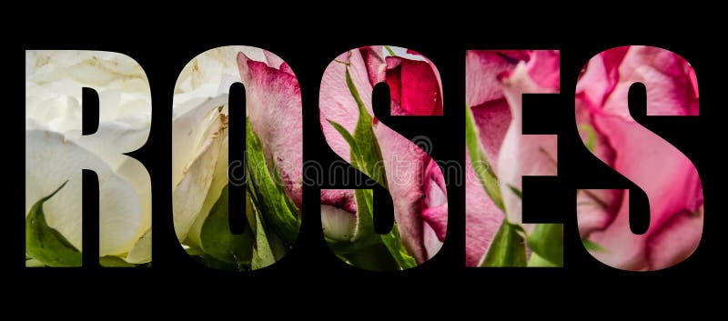 Word picture of Roses stock photo. Image of wildlife - 146385218