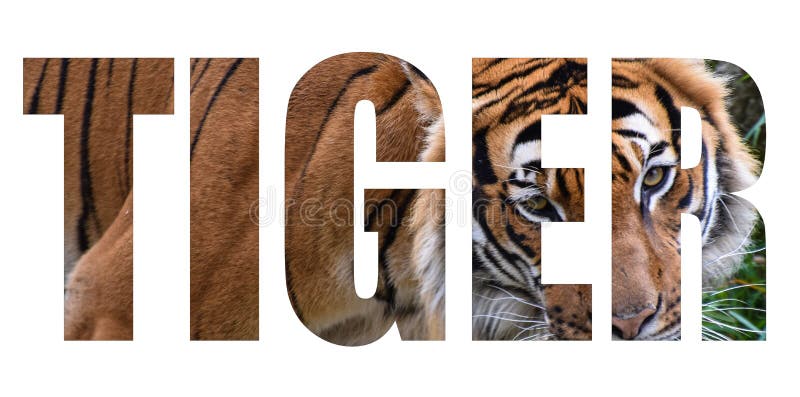 254 Word Tiger Stock Photos - Free & Royalty-Free Stock Photos from ...