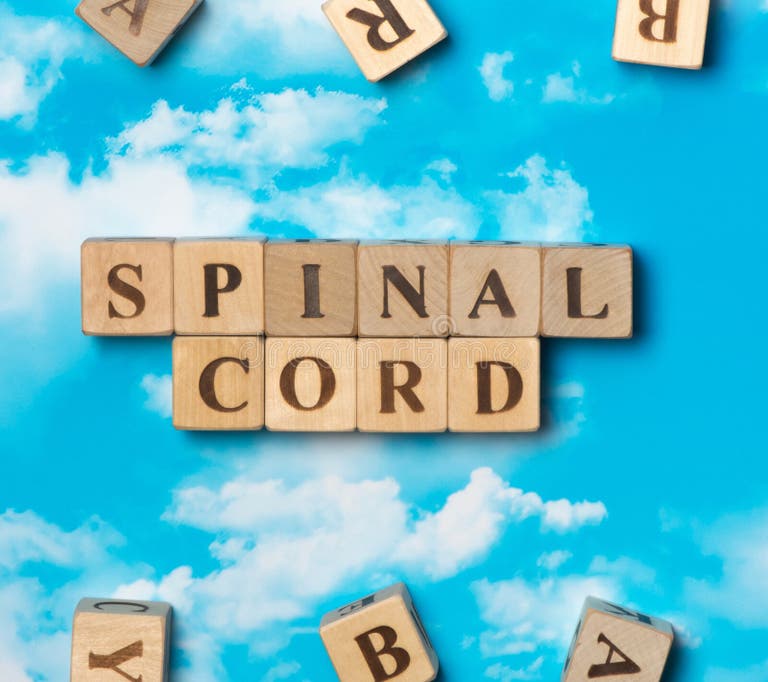 307 Spinal Cord Illustration Stock Photos - Free & Royalty-Free Stock ...