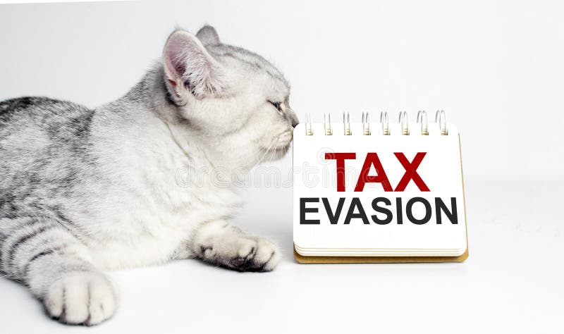 Cat Tax Audit Stock Photos - Free & Royalty-Free Stock Photos from ...